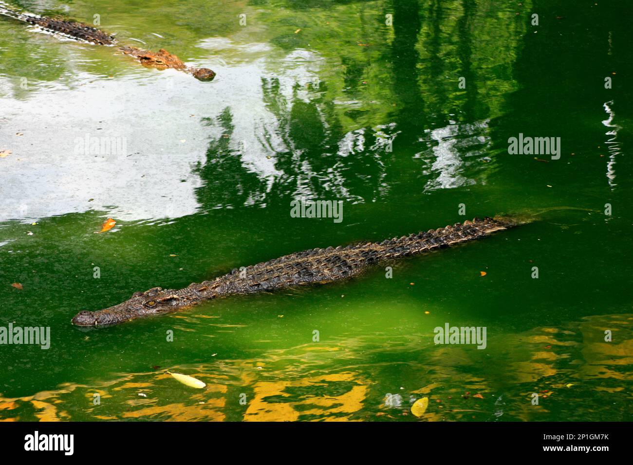 Close up crocodile two hi-res stock photography and images - Alamy