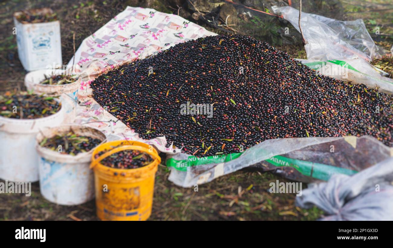 Process of harvesting collecting olives, pile bunch of fresh harvested ...