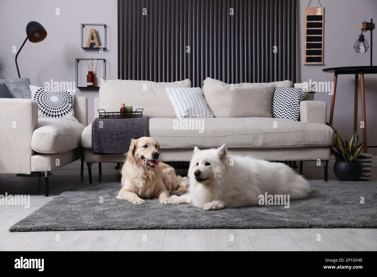 Adorable dogs resting in modern living room Stock Photo - Alamy