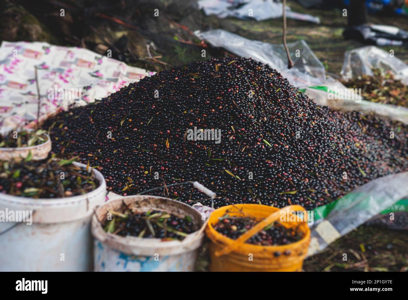 Process of harvesting collecting olives, pile bunch of fresh harvested ...
