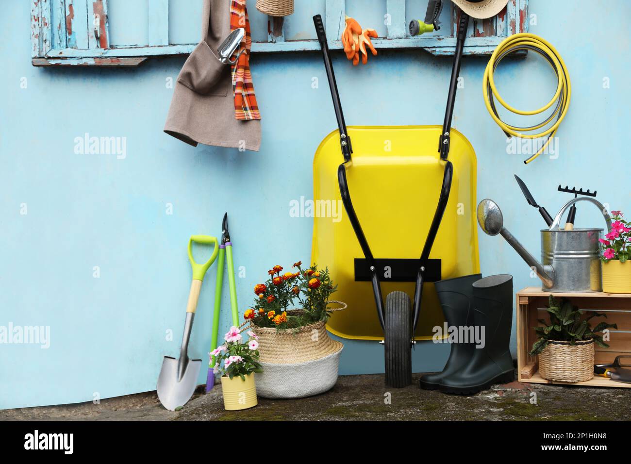 Beautiful plants, gardening tools and accessories near shed outdoors ...