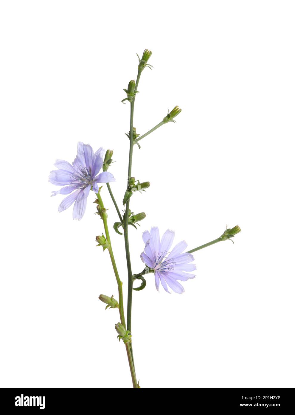 Beautiful chicory plant with light blue flowers isolated on white Stock ...