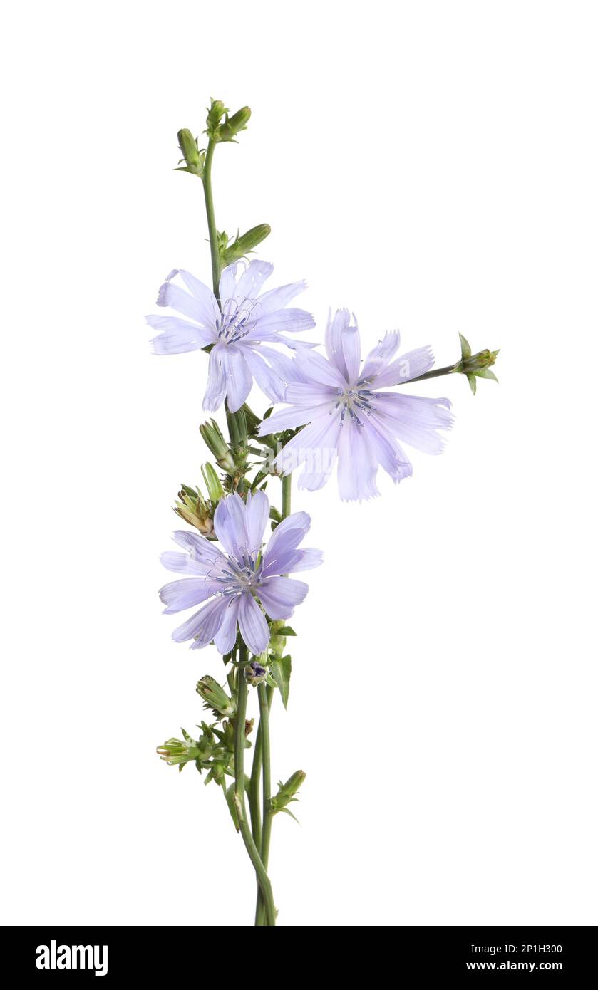 Beautiful blooming chicory flowers on white background Stock Photo - Alamy