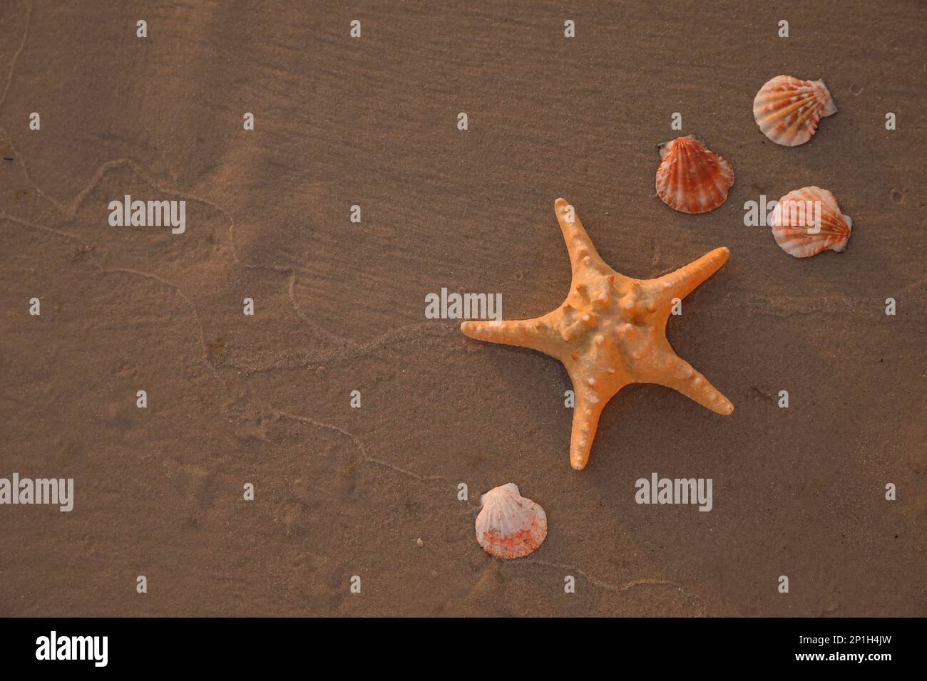 Beautiful sea star and shells on sand, top view Stock Photo - Alamy