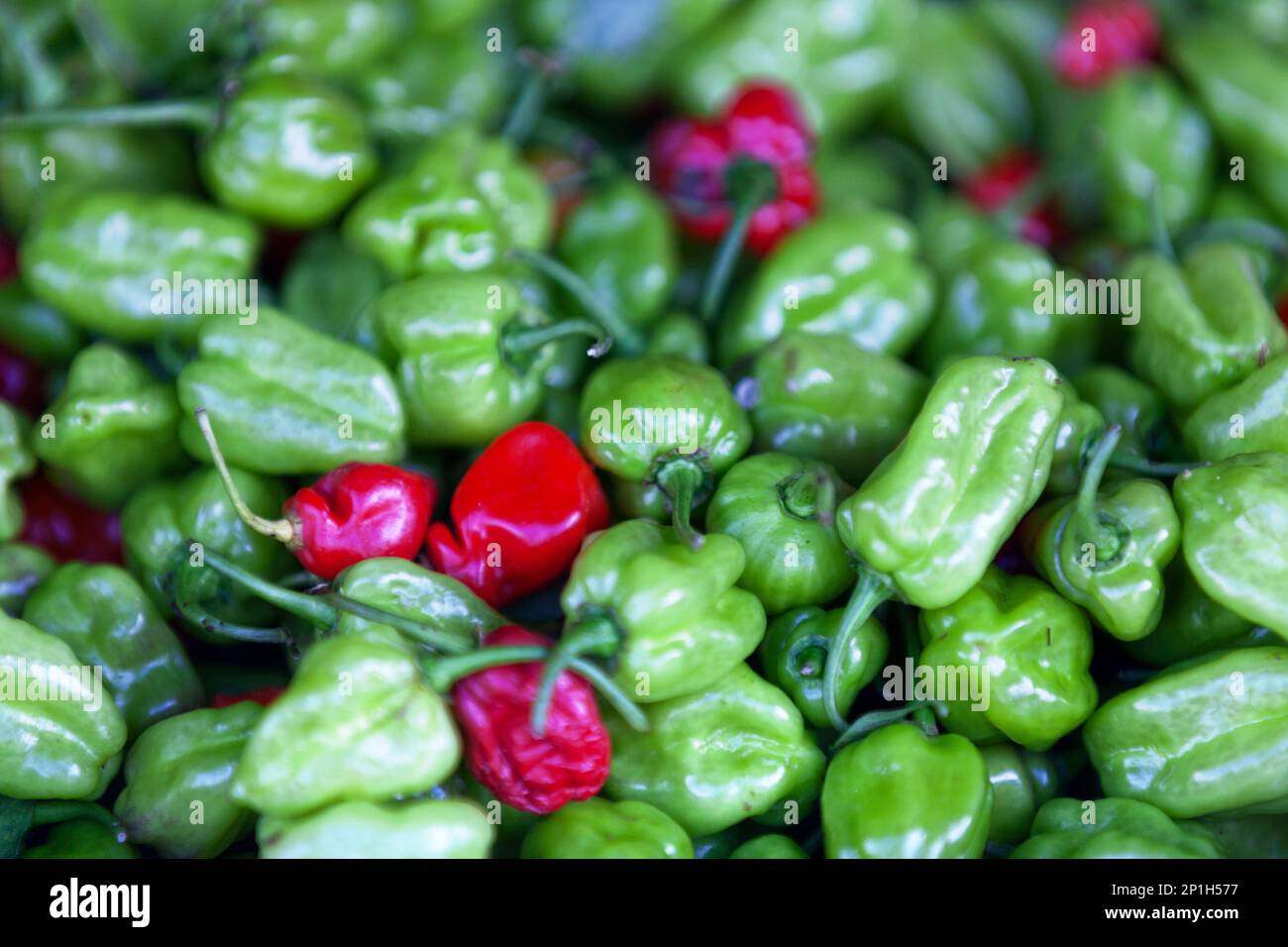 Close-up on a stack of Piment cabri (same family as Habanero) for sale ...