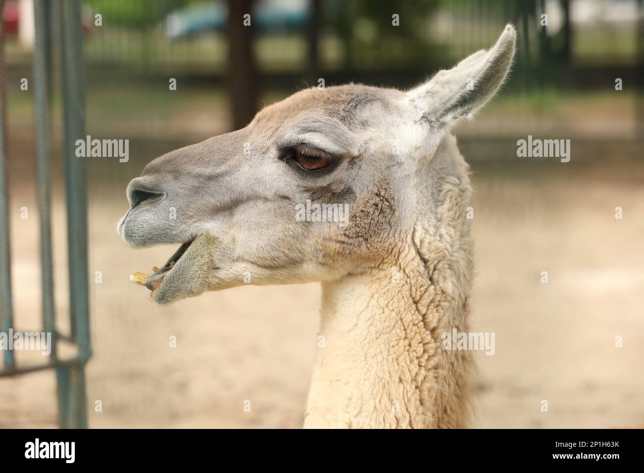 Cute guanaco in zoo, closeup. Wild animal Stock Photo - Alamy