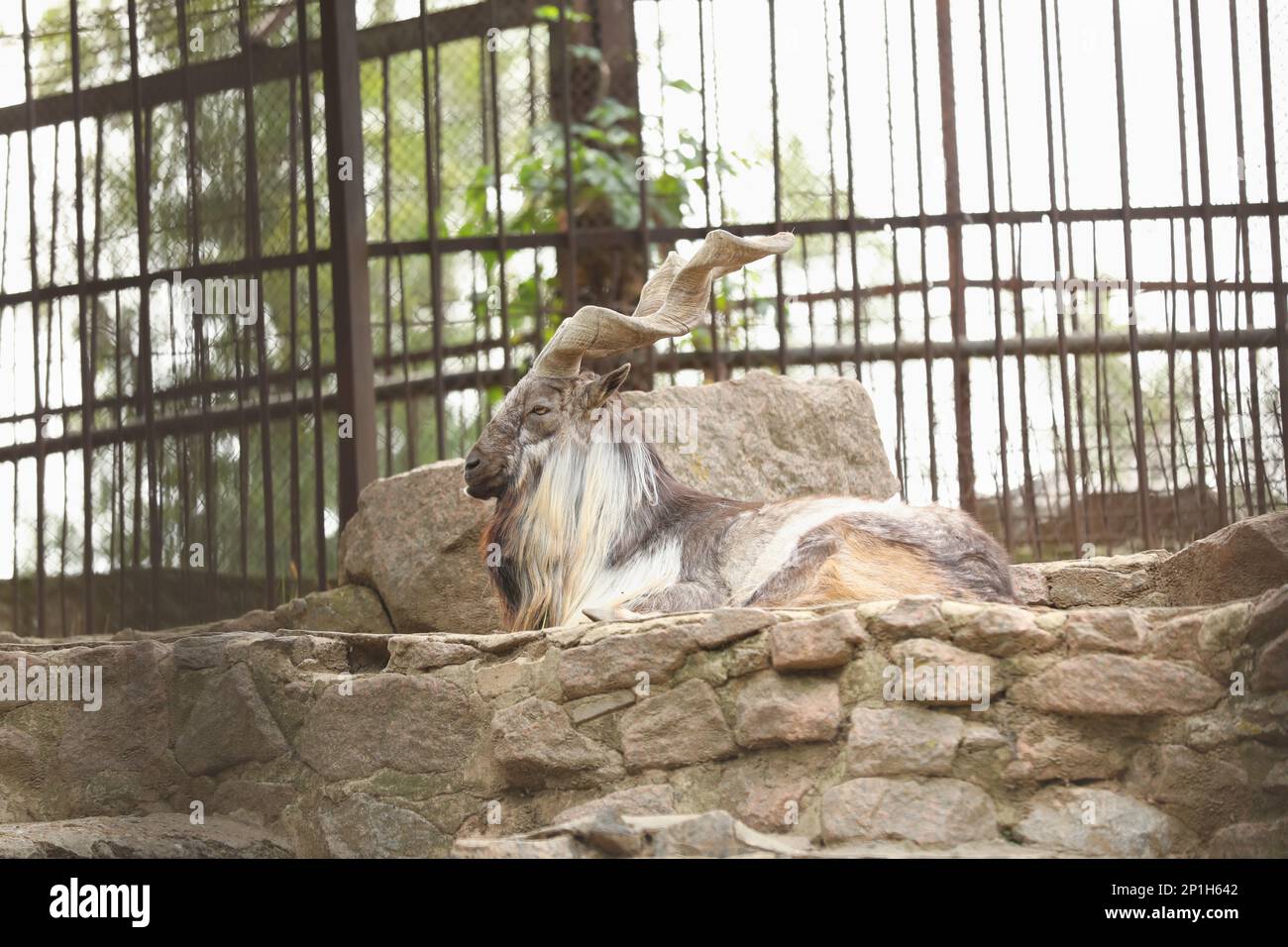 Beautiful markhor lying on stones in zoo enclosure Stock Photo - Alamy