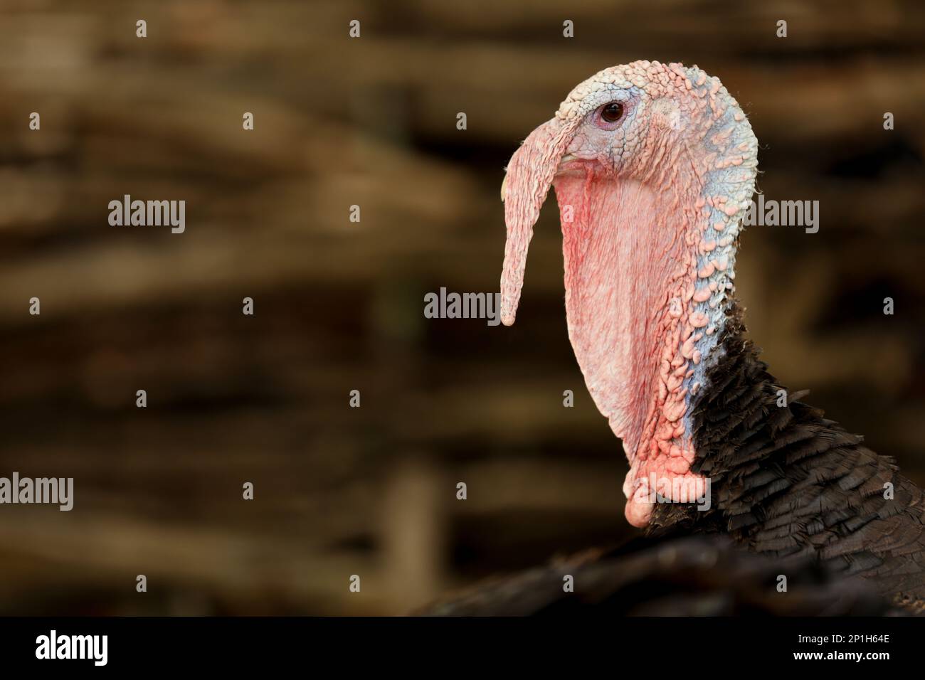 Beautiful wild turkey in zoo, space for text Stock Photo - Alamy