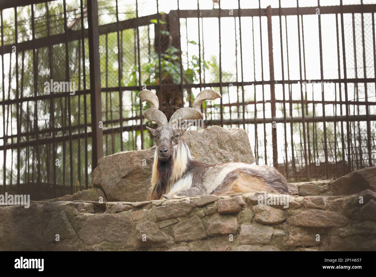 Beautiful markhor lying on stones in zoo enclosure Stock Photo - Alamy