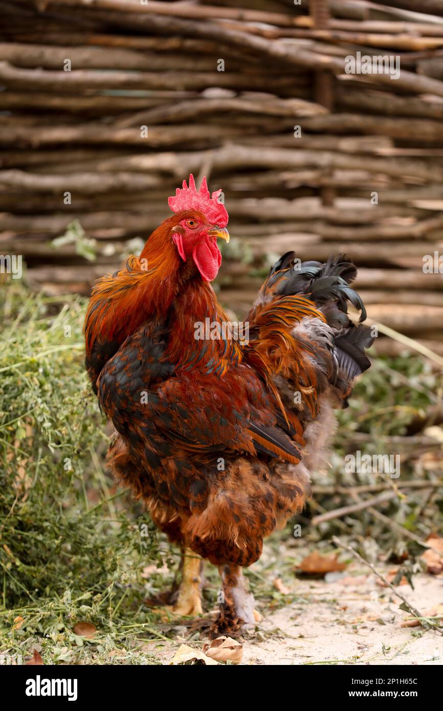 Beautiful red rooster in zoo. Domestic bird Stock Photo - Alamy