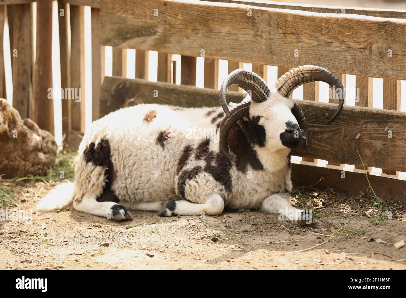 Jacob sheep in zoo hi-res stock photography and images - Alamy