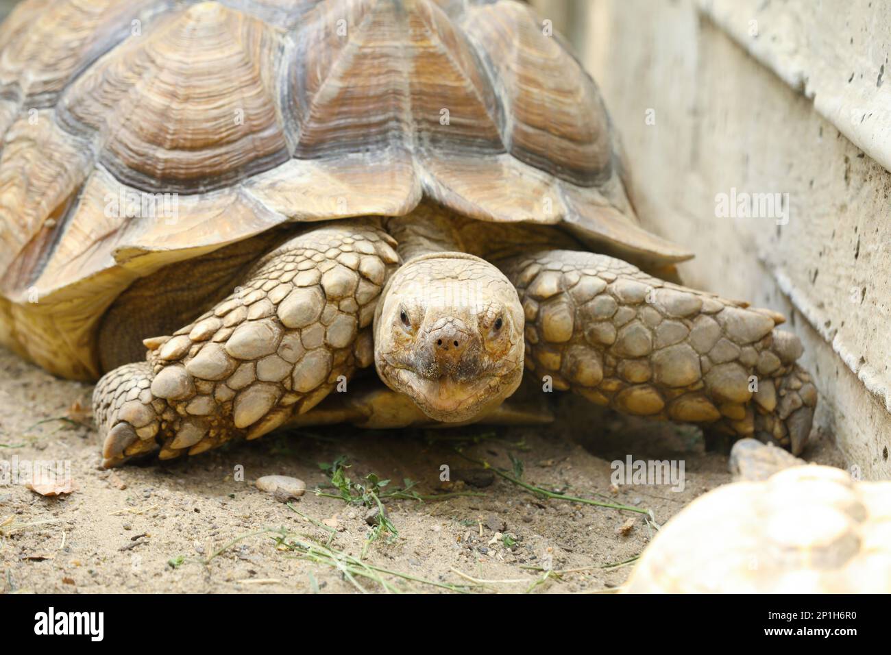 Beautiful tortoise in zoo enclosure. Wild animal Stock Photo - Alamy