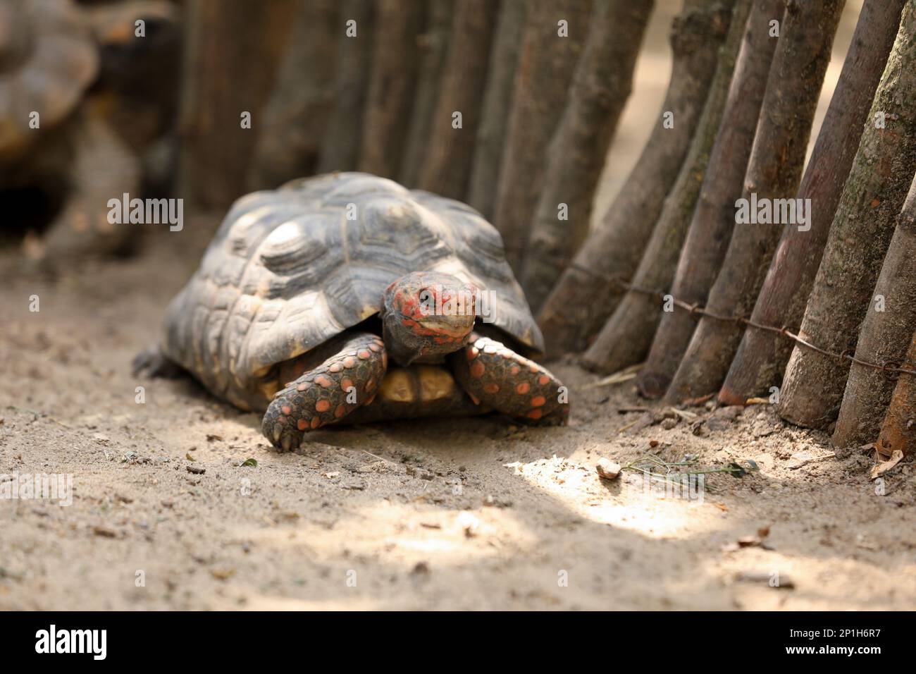 Beautiful tortoise in zoo enclosure. Wild animal Stock Photo - Alamy