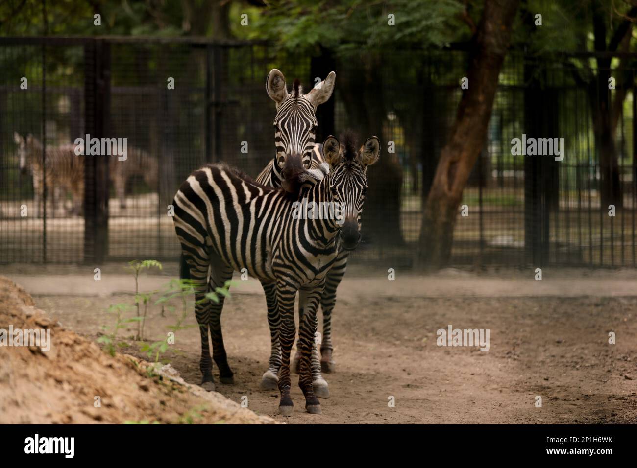 Beautiful zebras in zoo enclosure. Exotic animals Stock Photo - Alamy