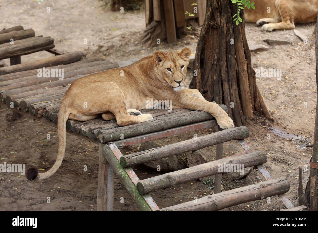 Beautiful lioness lying in zoo enclosure. Wild animal Stock Photo - Alamy