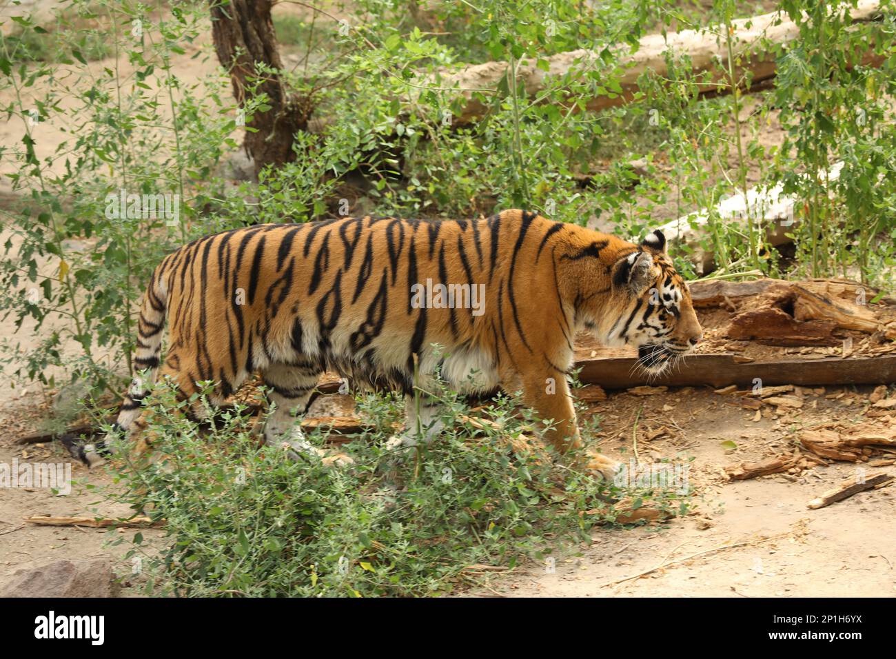 Beautiful Bengal tiger in zoo. Wild animal Stock Photo - Alamy