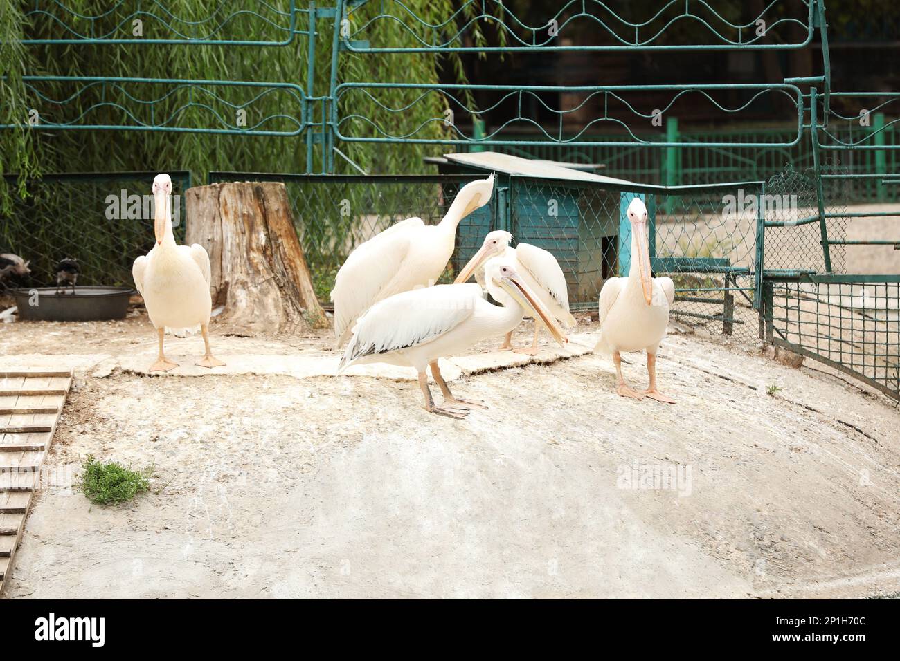 Beautiful white pelicans in zoo enclosure. Wild birds Stock Photo - Alamy