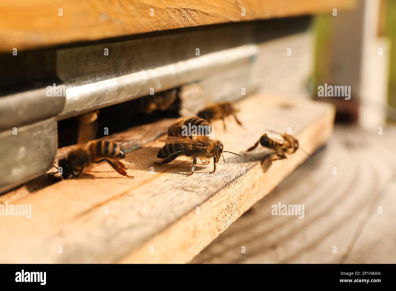 Small entrance to the bee hive hi-res stock photography and images - Alamy