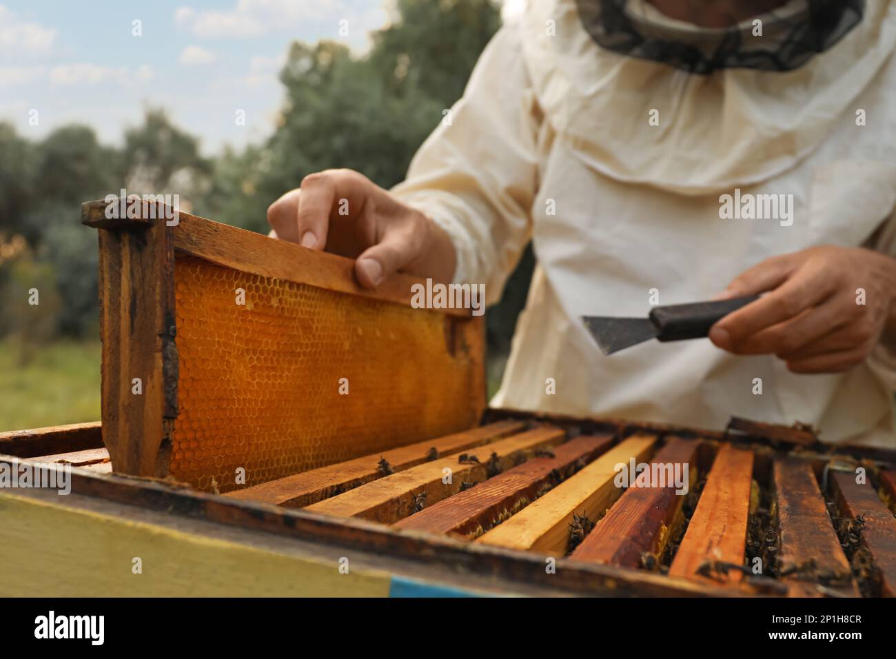 Hand holding hive frame hi-res stock photography and images - Alamy