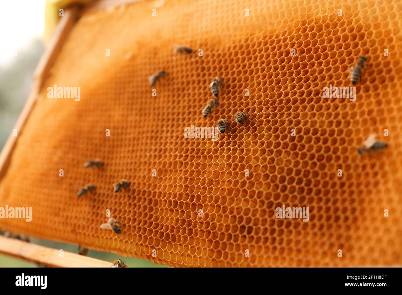 Closeup view hive frame hi-res stock photography and images - Alamy