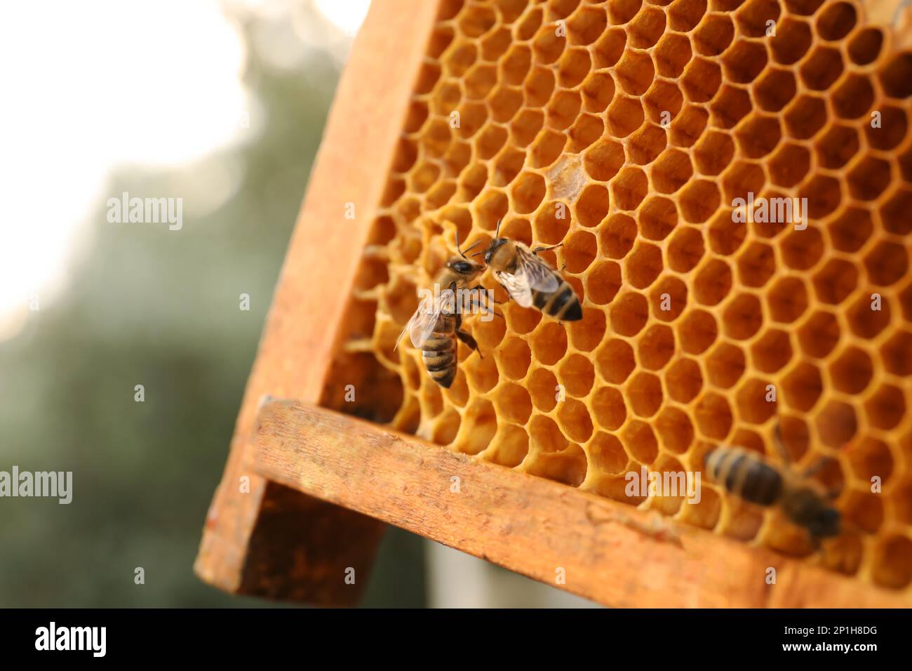 Closeup view of hive frame with honey bees outdoors Stock Photo - Alamy