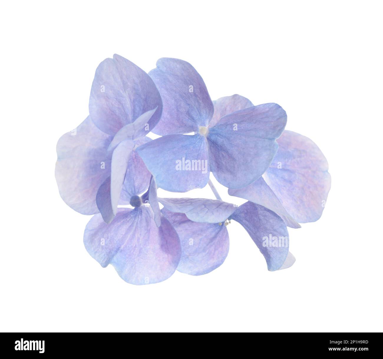 Hortensia group Cut Out Stock Images & Pictures - Alamy