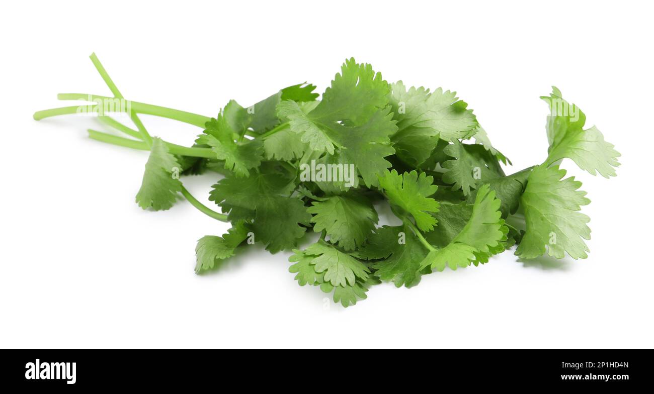 Fresh green coriander leaves on white background Stock Photo - Alamy