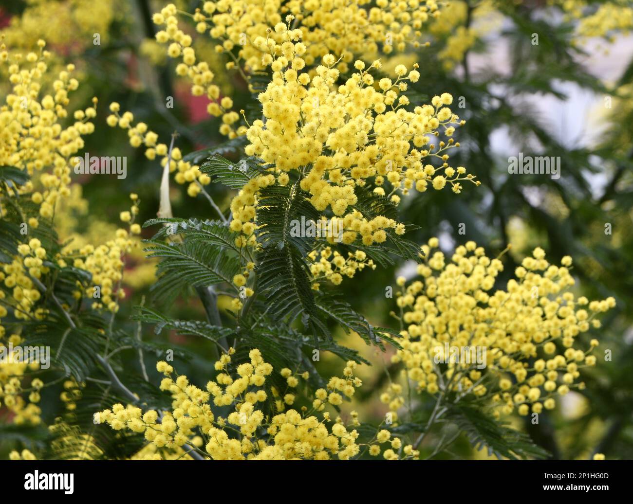 Acacia dealbata flowers hi-res stock photography and images - Alamy