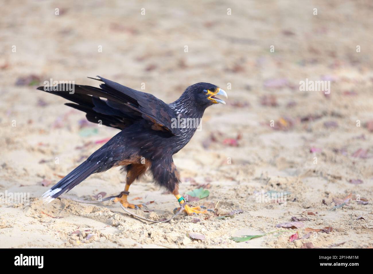 The striated caracara (Phalcoboenus australis) is a bird of prey of the ...