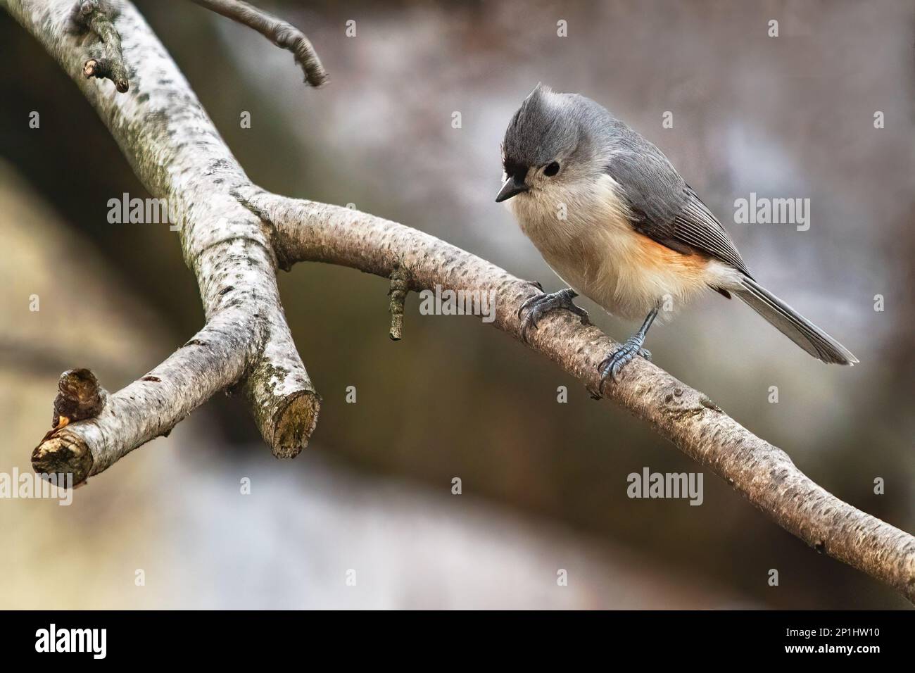 TuftedTitmouse in early March Stock Photo - Alamy