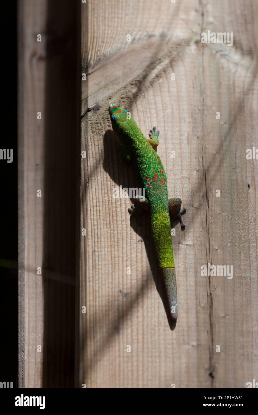Vibrant gecko close up hi-res stock photography and images - Alamy