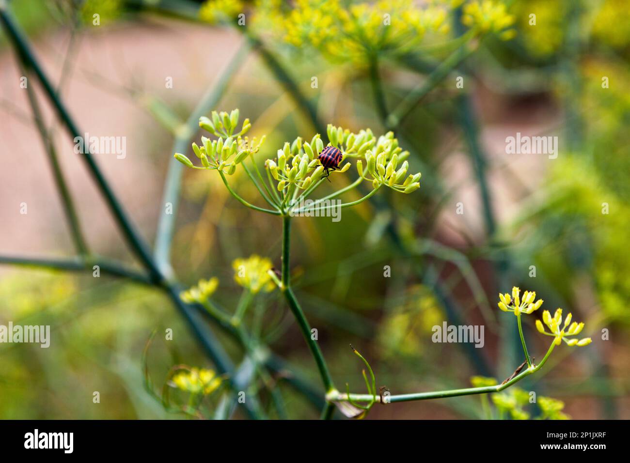 Minstrel bug hi-res stock photography and images - Alamy