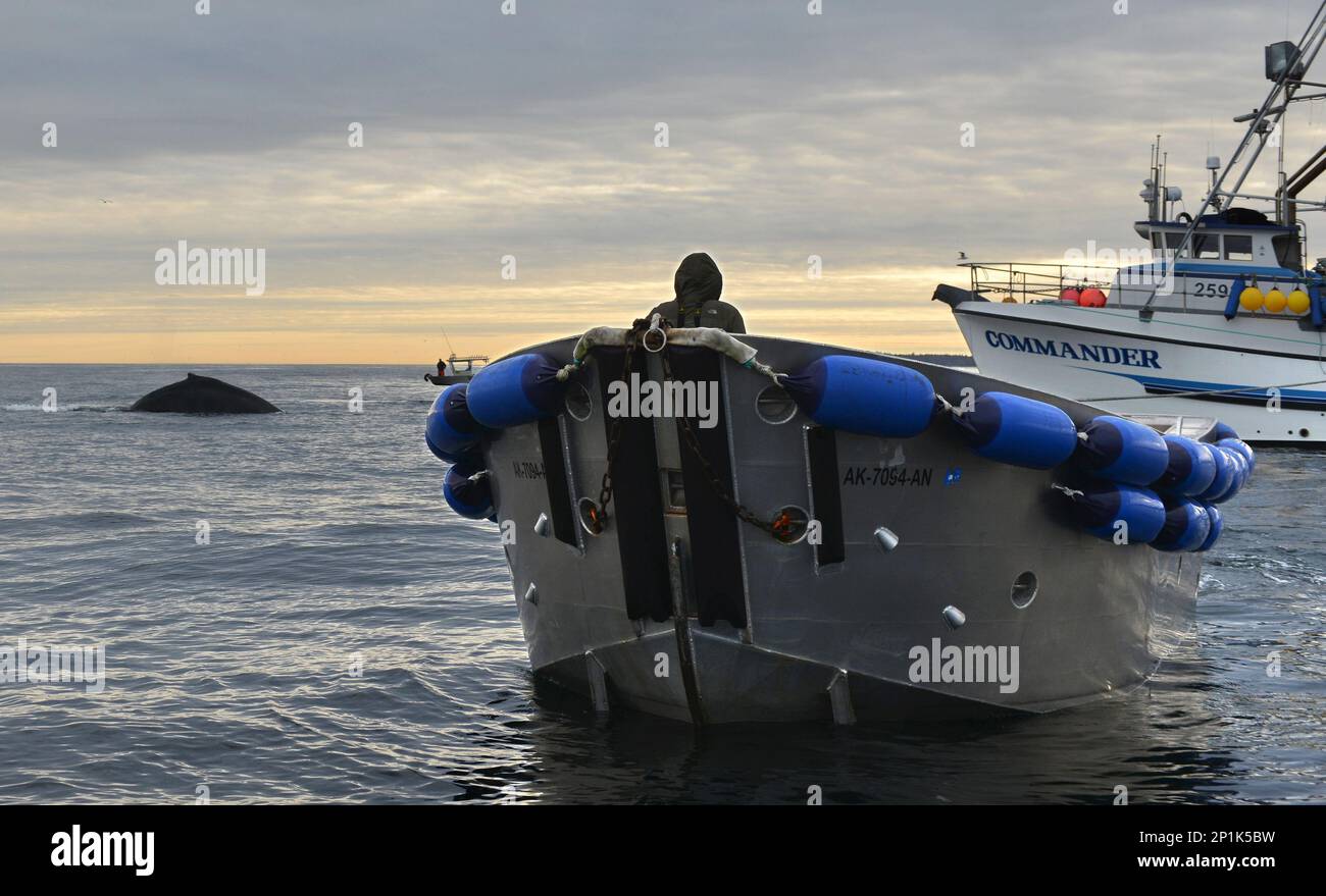 In this Thursday, March 17, 2016 photo, a humpback whale swims near the ...