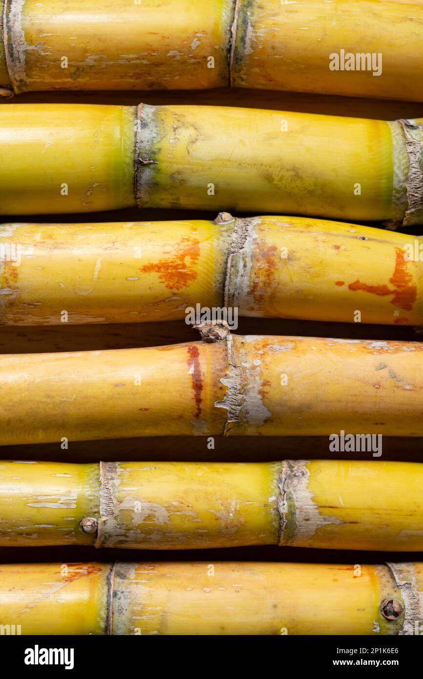 top view several pieces of sugarcane vertical composition Stock Photo ...