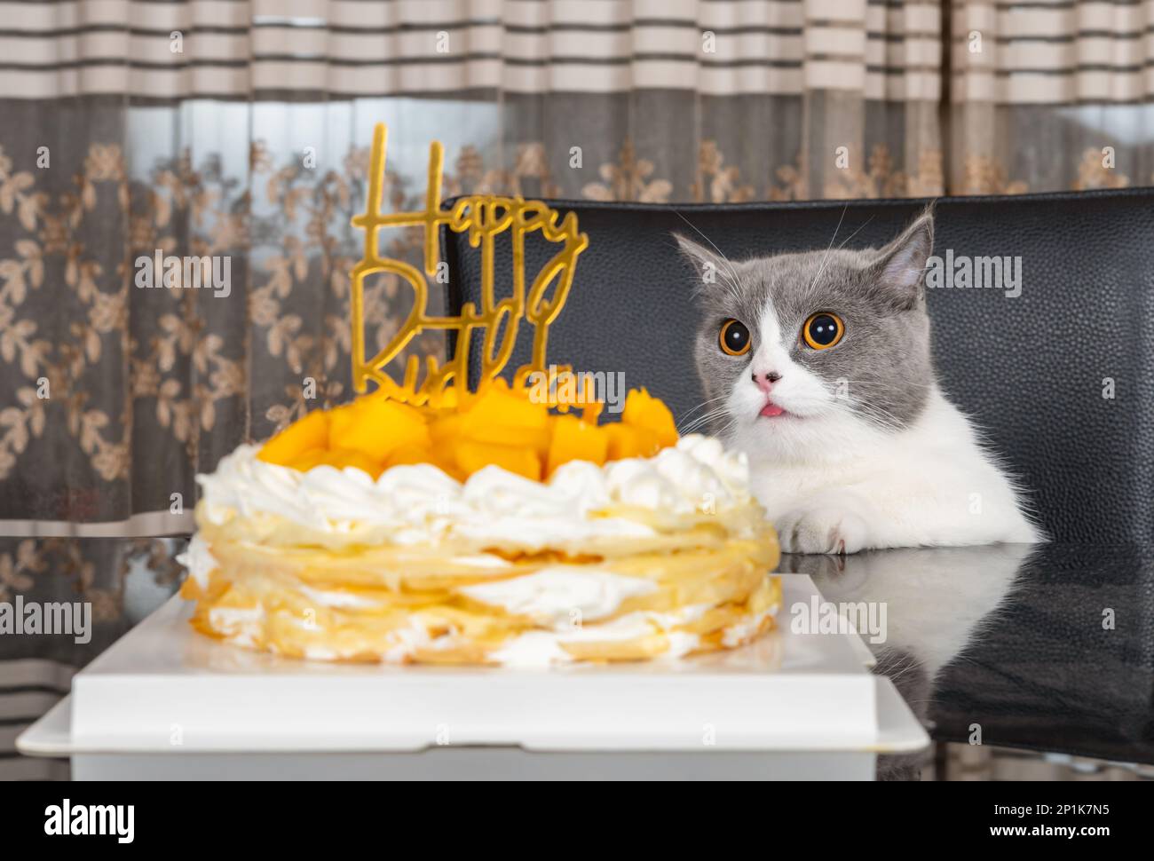 Cat celebrating birthday hi-res stock photography and images - Alamy