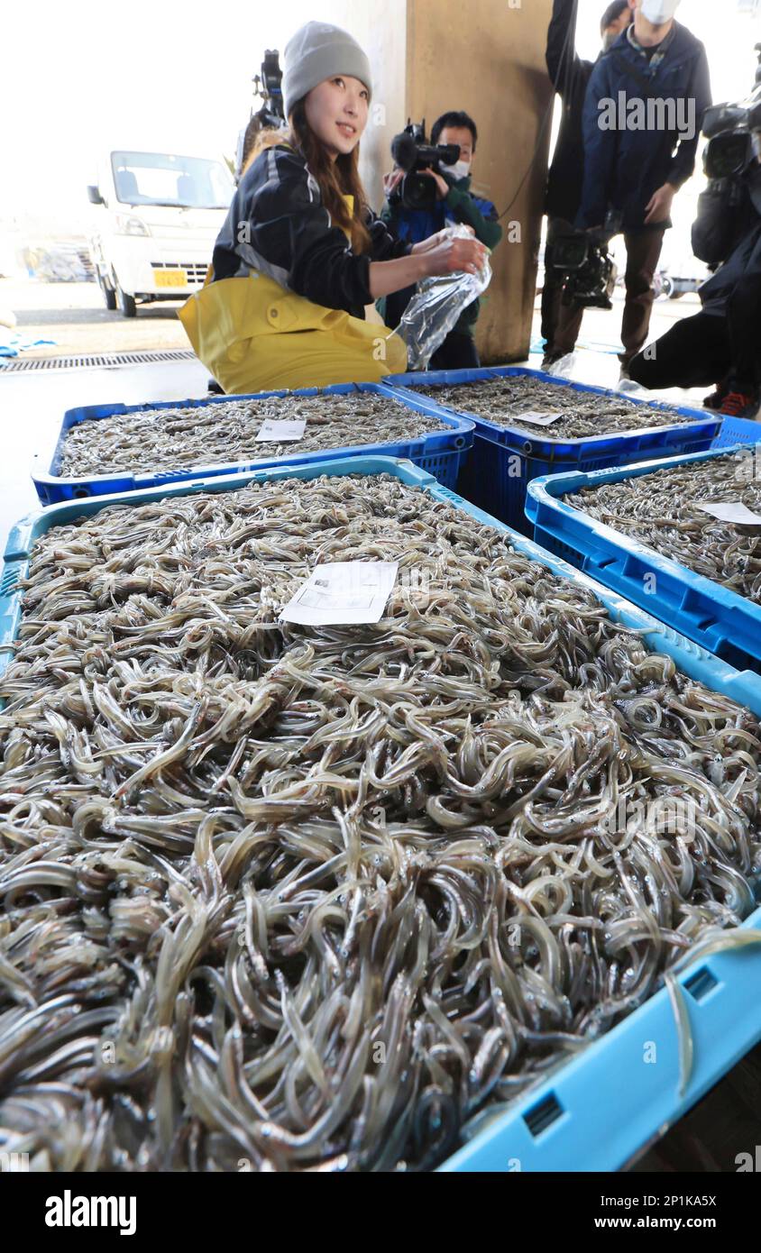 A photo shows sand lance (Ammodytes personatus / sand eel / sand launce ...