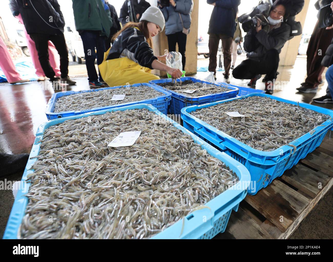 A photo shows sand lance (Ammodytes personatus / sand eel / sand launce ...