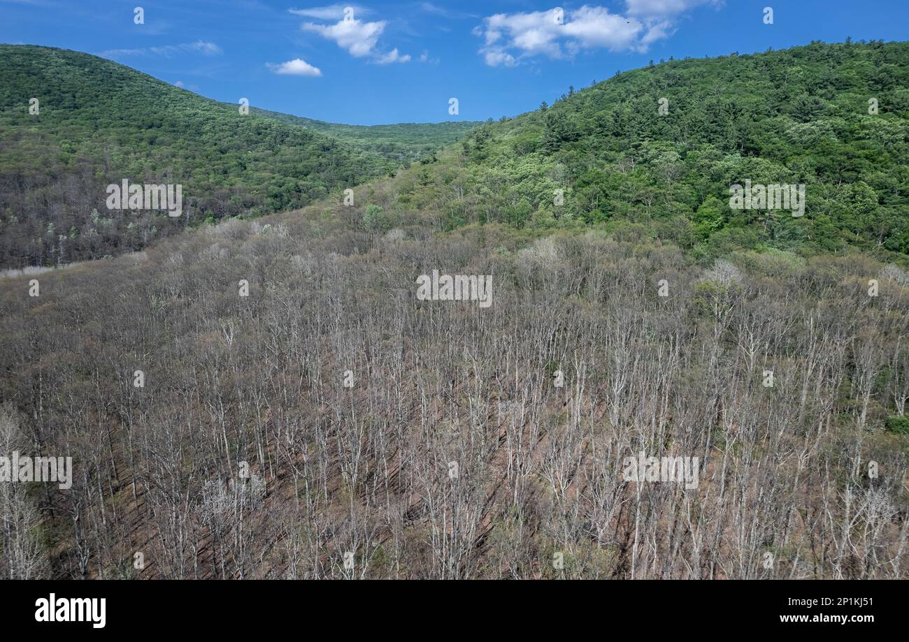 Aerial view of spongy moth "gypsy moth" caterpillar defoliation ...