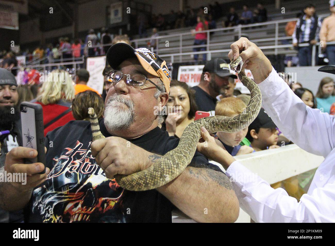 A spectator takes a selfie with a western diamondback rattlesnake at ...