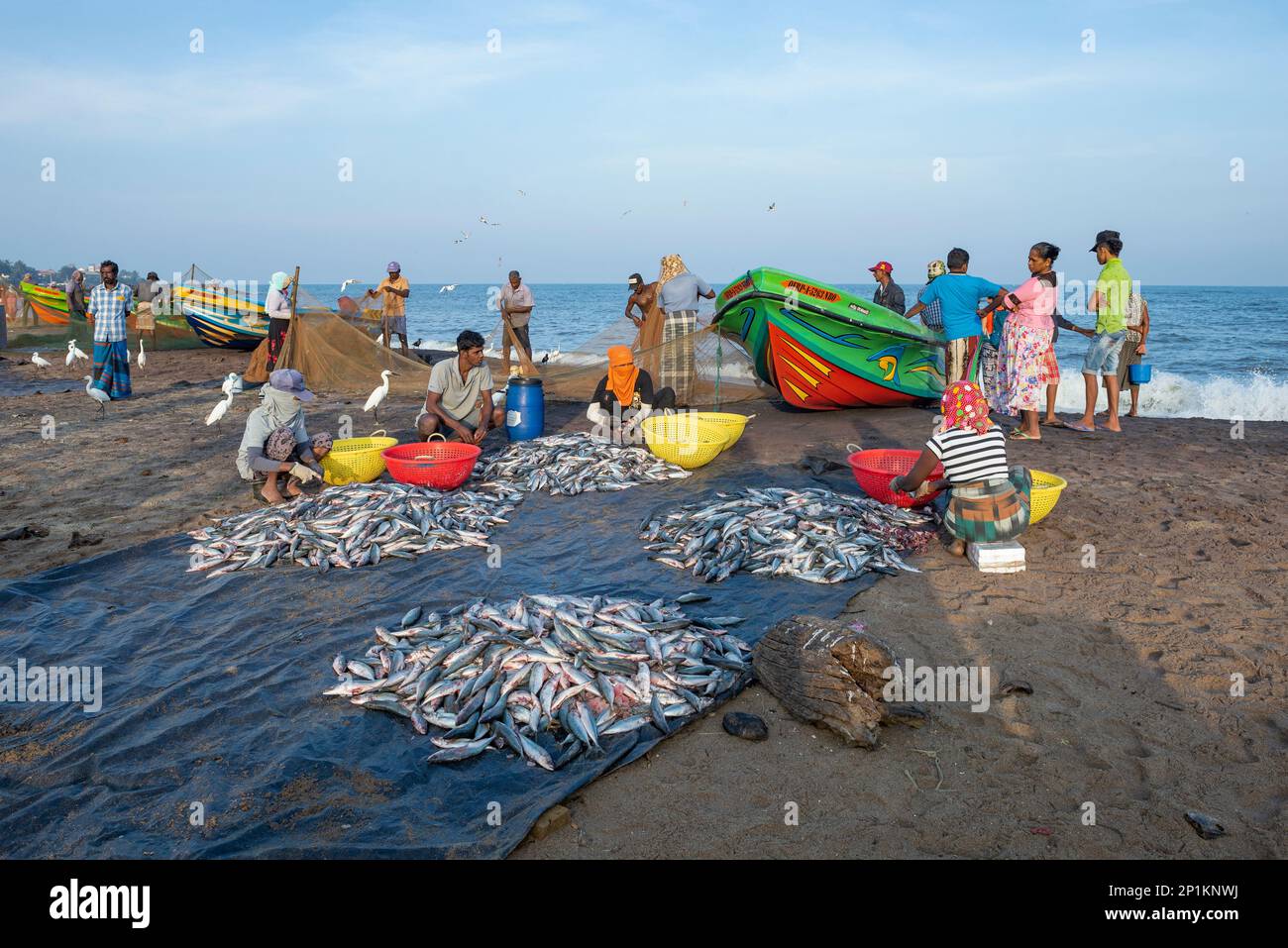 NEGOMBO, SRI LANKA - FEBRUARY 03, 2020: Caught fish sorting on the ...