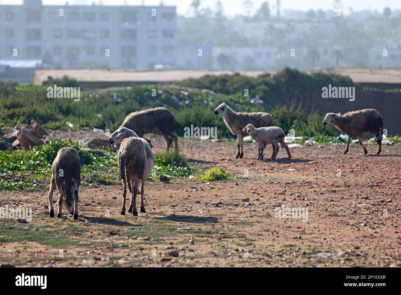 Flock of Moroccan sheep herding in Casablanca Stock Photo - Alamy
