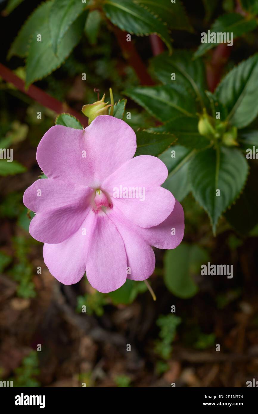 Papua new guinea flower hi-res stock photography and images - Alamy