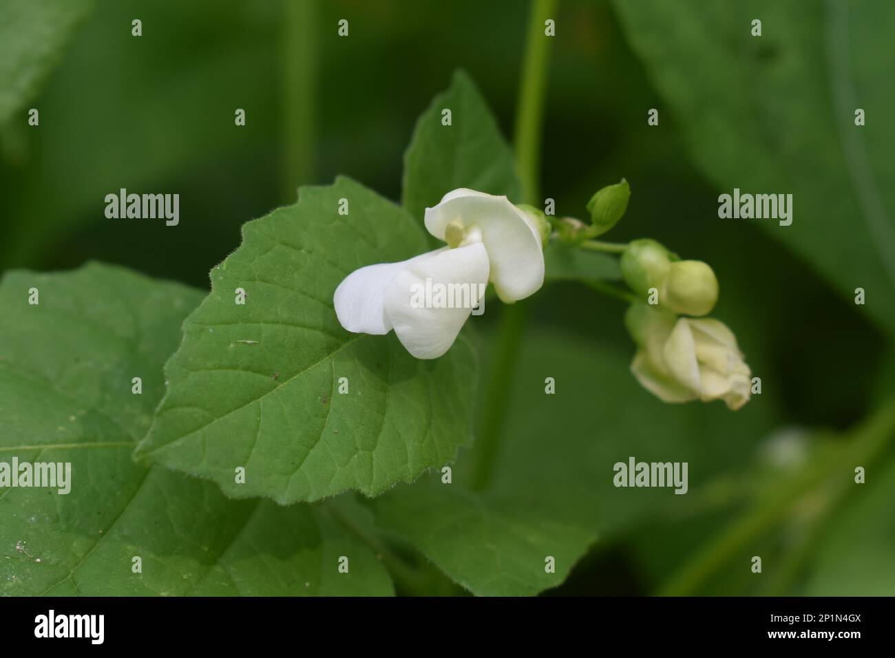 White blooms on a green bean plant in rural Missouri, MO, United States ...