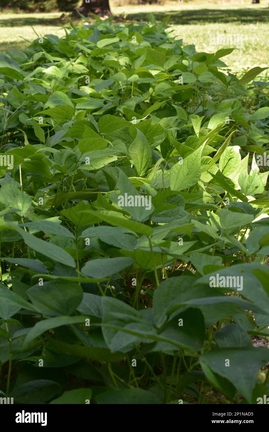 Green bean plant hi-res stock photography and images - Alamy