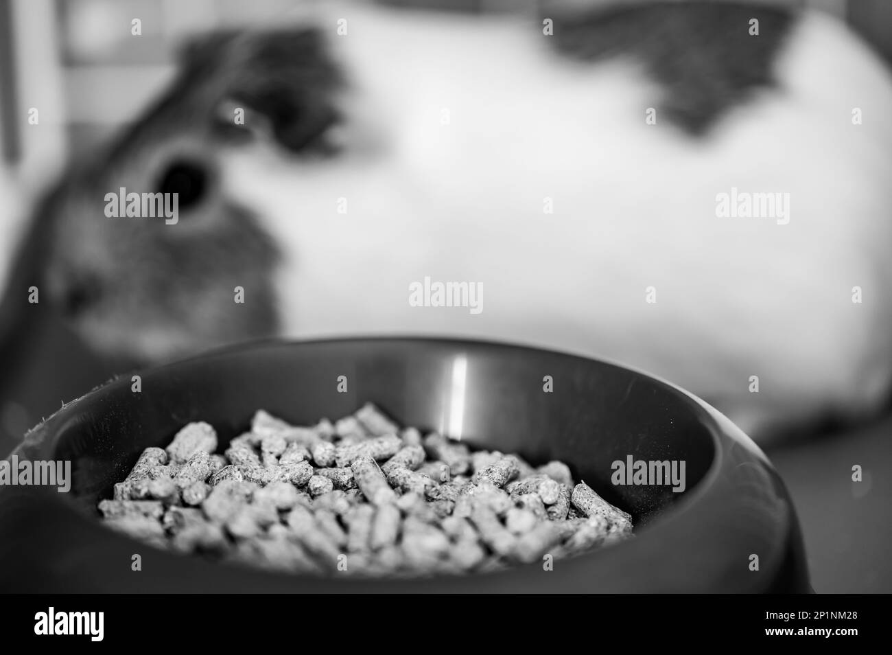 Guinea pig eating condensed fiber pellets from a food tray Stock Photo ...