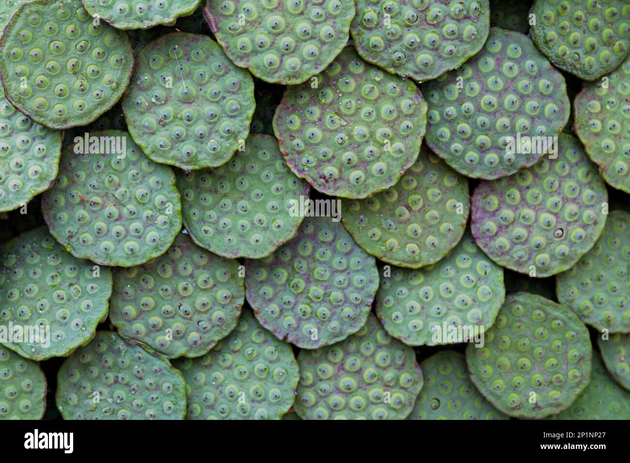 Close-up on fresh lotus seed pods for sale on a market's stall Stock ...