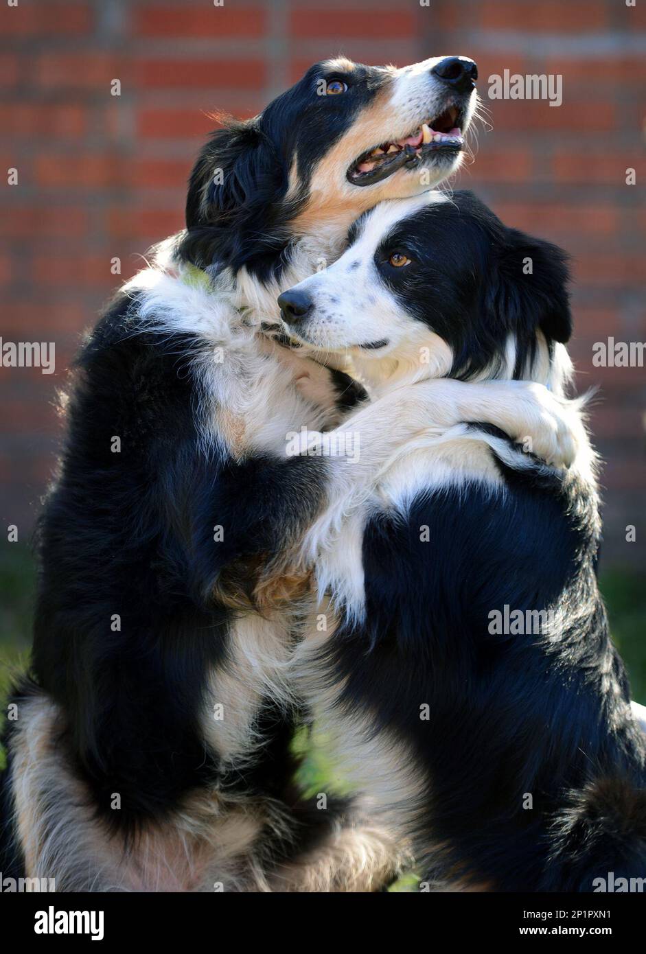 Jenisa Myers has been training dogs for 10 years and her Border Collies ...