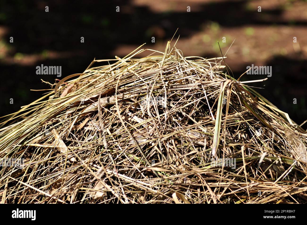 Pile dry golden wheat hi-res stock photography and images - Alamy
