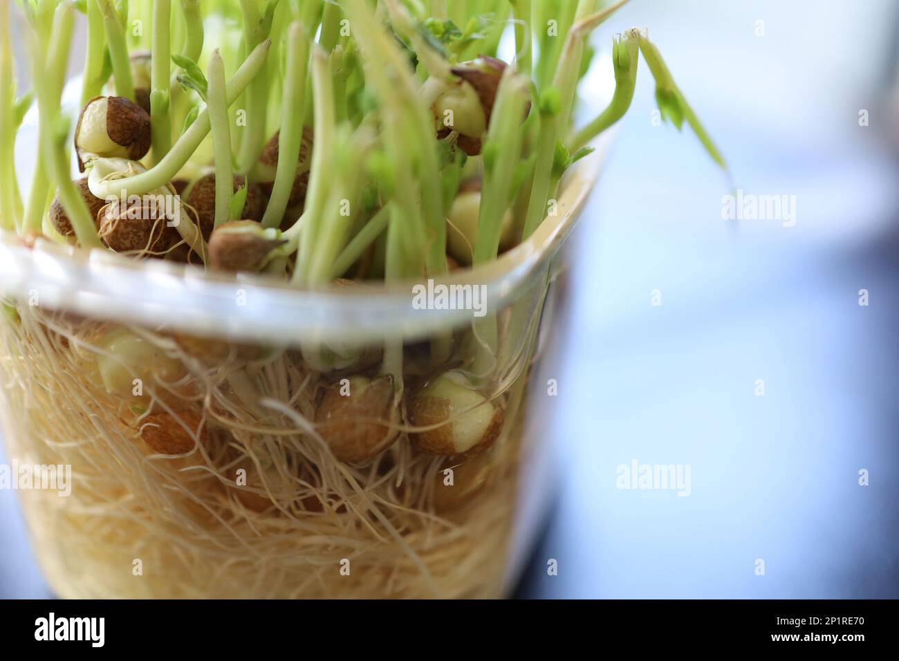 Soybean seed germinating hi-res stock photography and images - Alamy