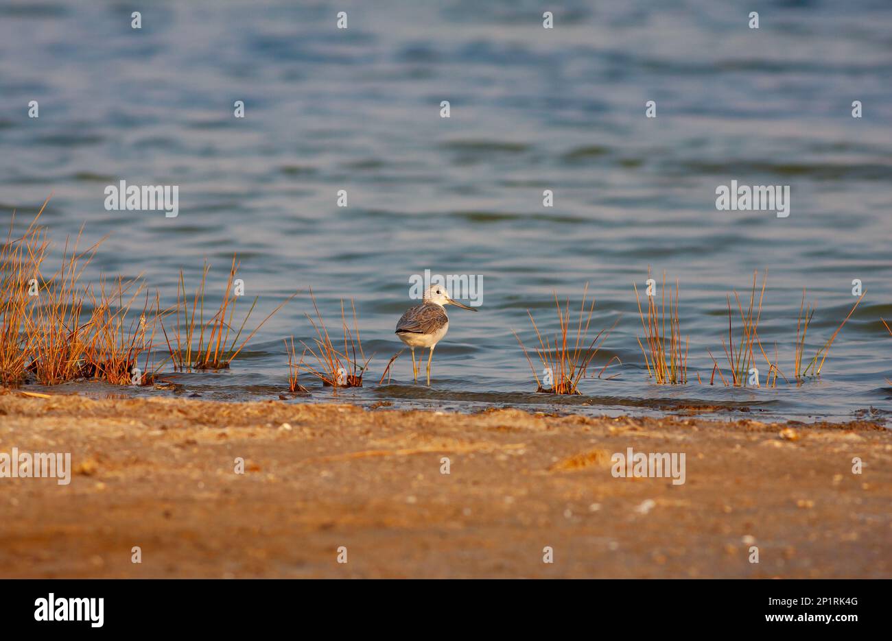 water bird feeding in its natural habitat, Common Greenshank, Tringa ...